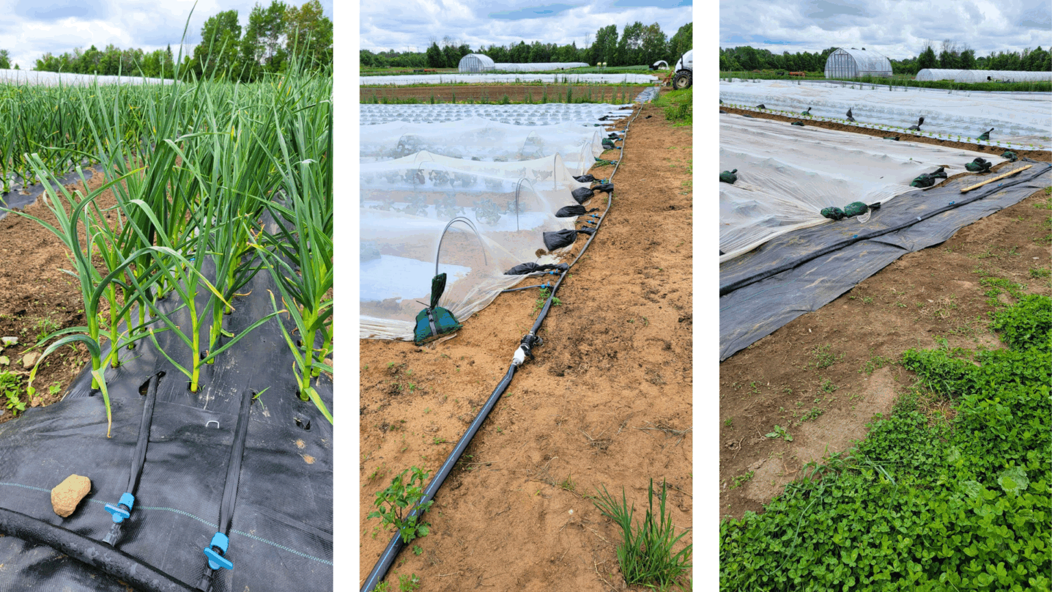 Volunteer Spotlight: Community Harvest Farm Volunteers - Ottawa Food Bank