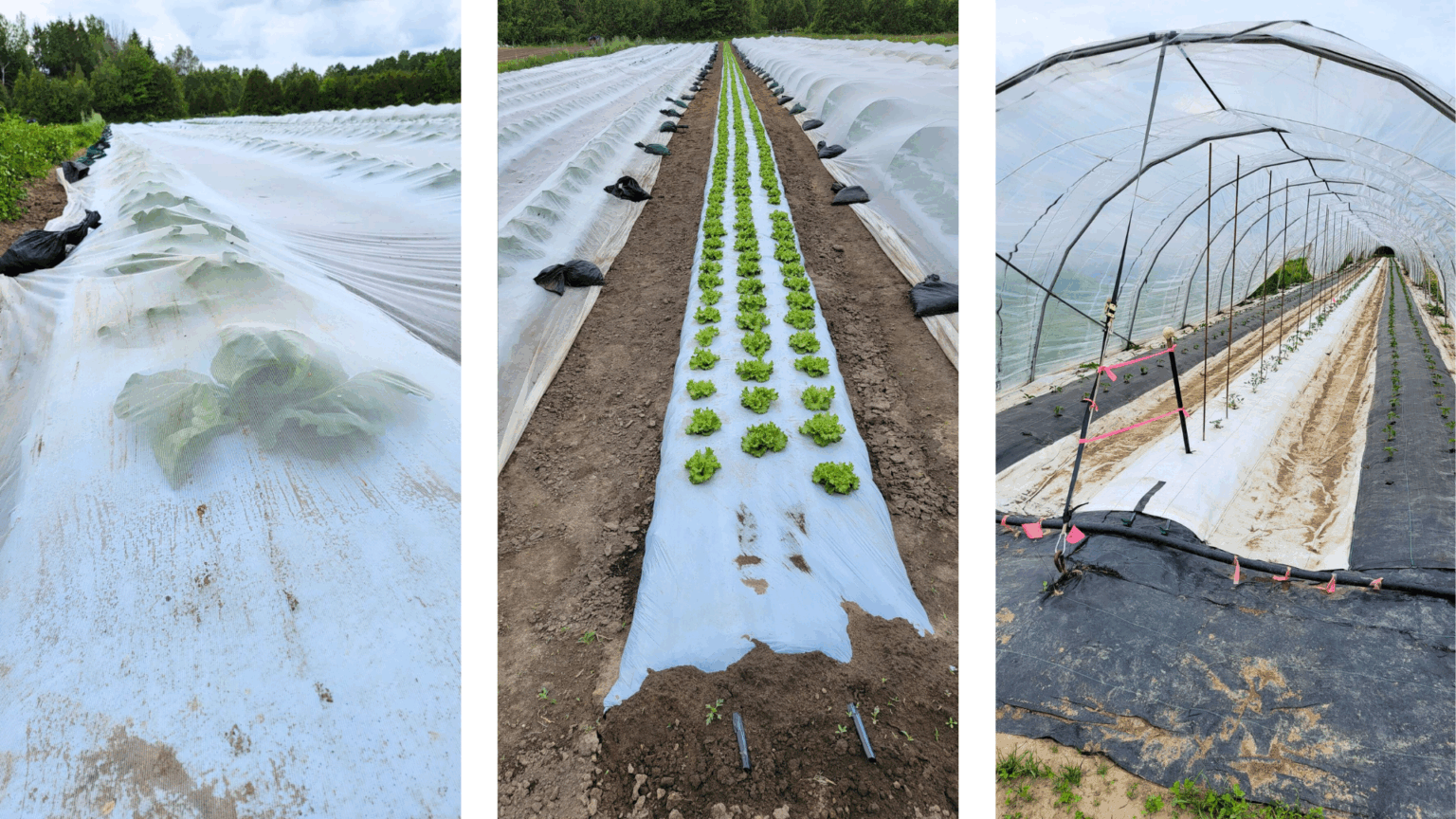 Volunteer Spotlight: Community Harvest Farm Volunteers - Ottawa Food Bank